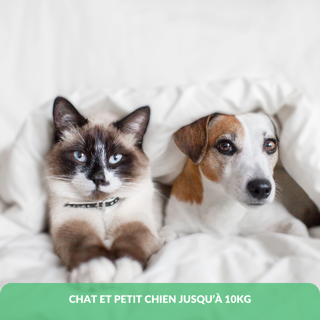 Chat et petit chien – Anicool